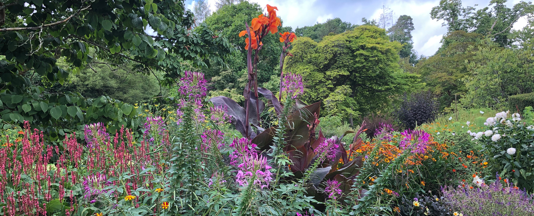 Plant Nursery in Wiltshire. Unrivalled choice of plants