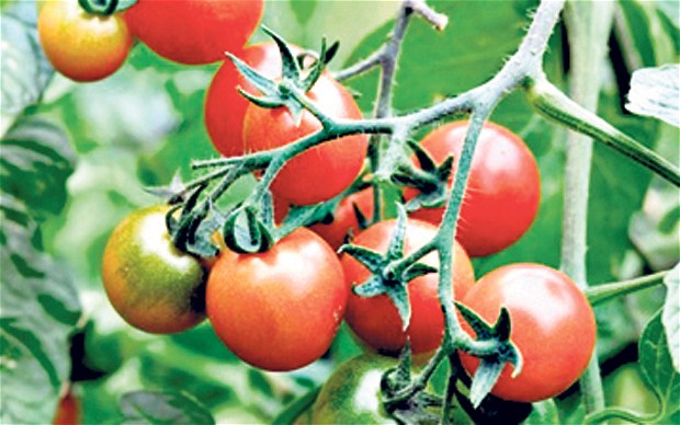 Tomato Trials - Downside Nurseries