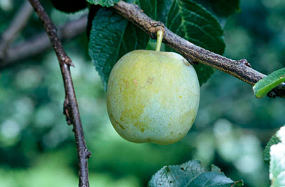 Old Green Gage from Pixy rootstock