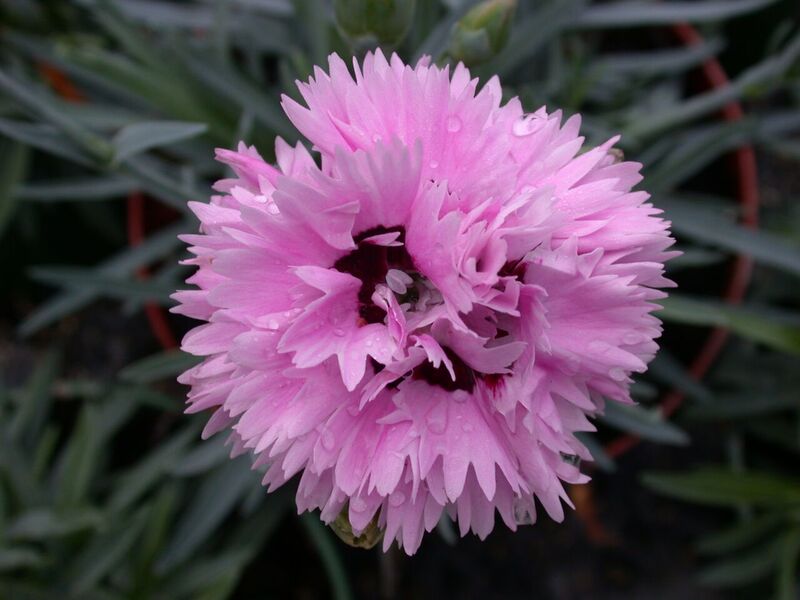 Whetman Pinks - choose from Alpines, Alpine Early Bloomers, Garden ...