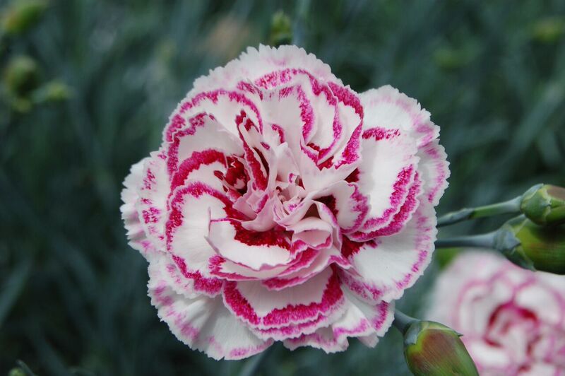 Whetman Pinks - choose from Alpines, Alpine Early Bloomers, Garden ...