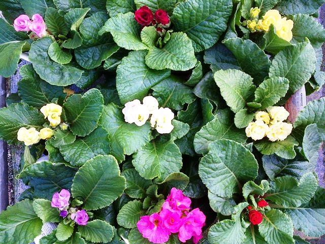 Primula – Primrose or Polyanthus? - Downside Nurseries