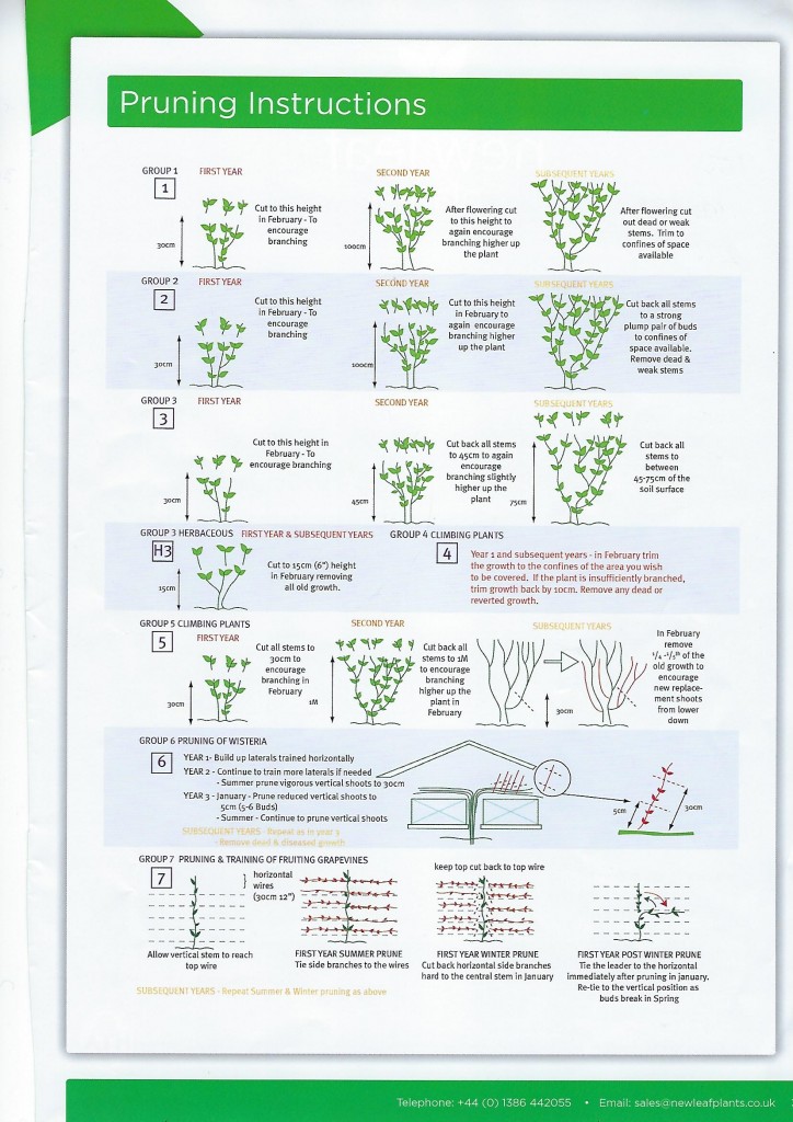 Pruning Instructions - Downside Nurseries