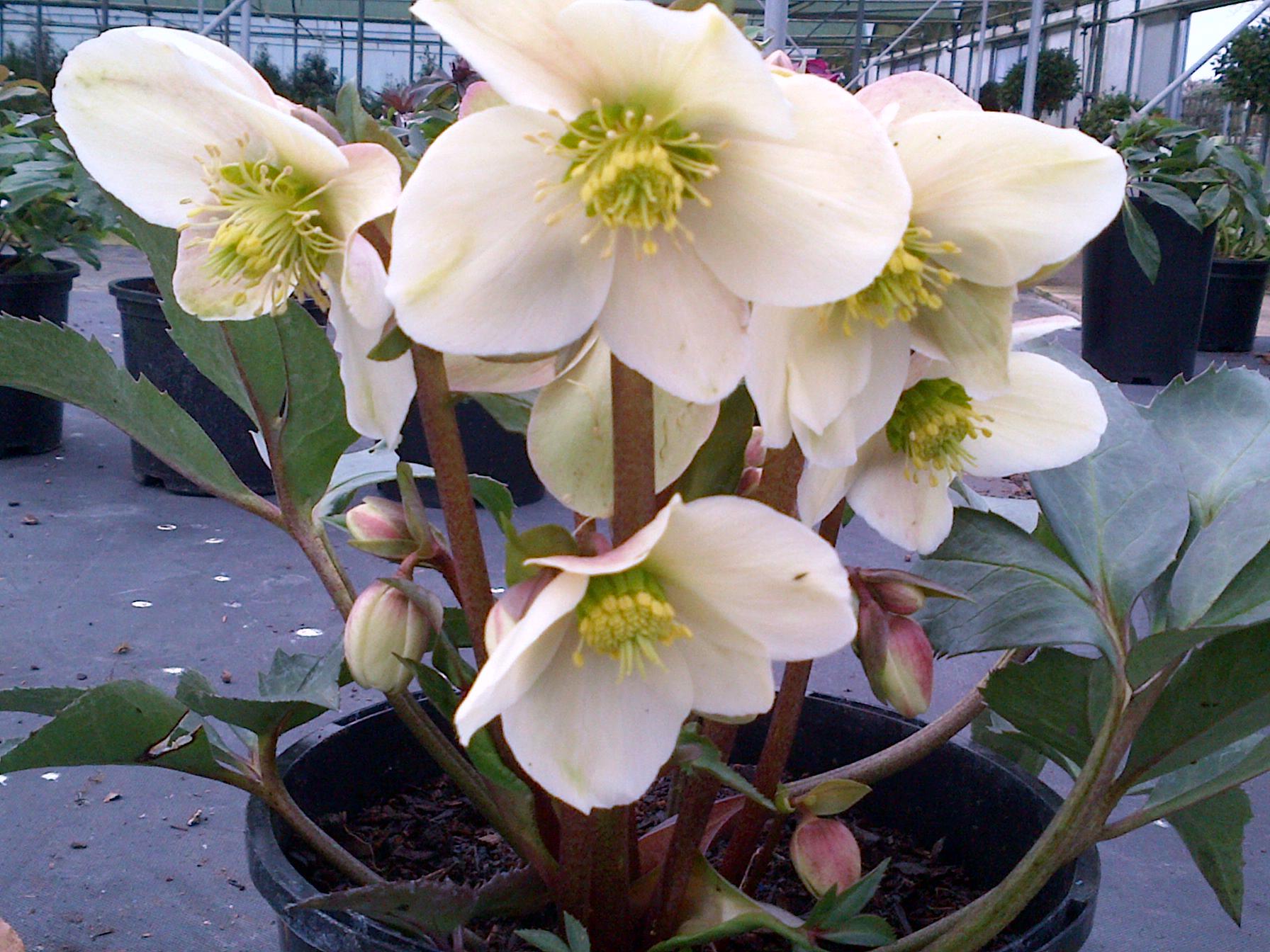 Hellebores - Downside Nurseries
