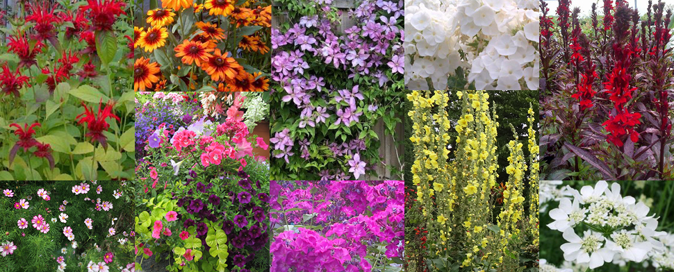 Plant Nursery in Wiltshire. Unrivalled choice of plants