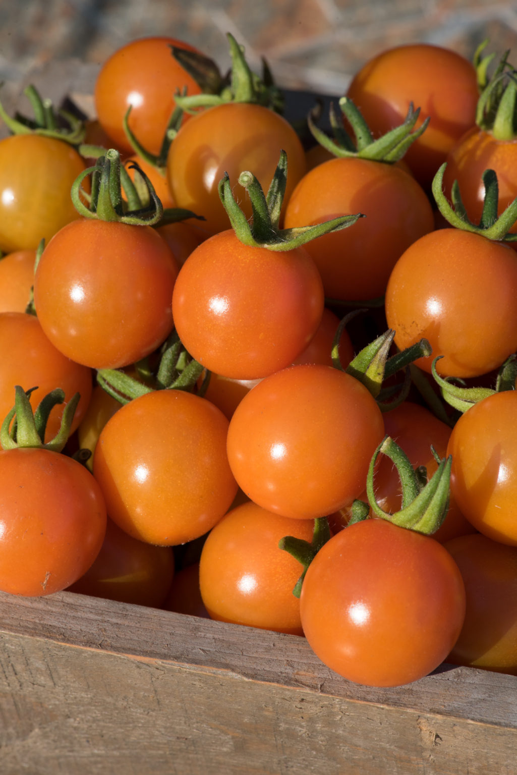 Tomatoes and Brix Values - Downside Nurseries