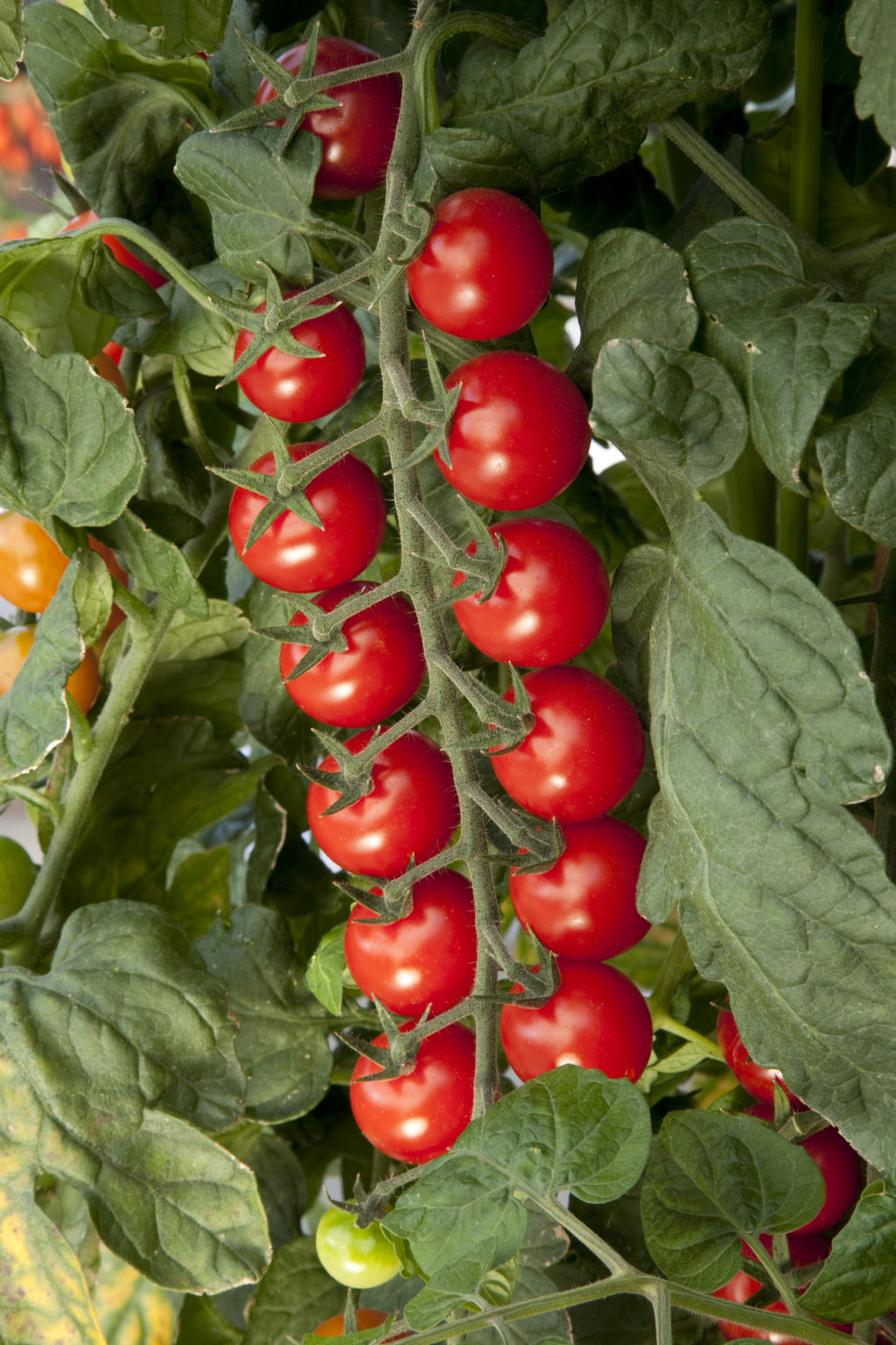 Tomatoes and Brix Values - Downside Nurseries