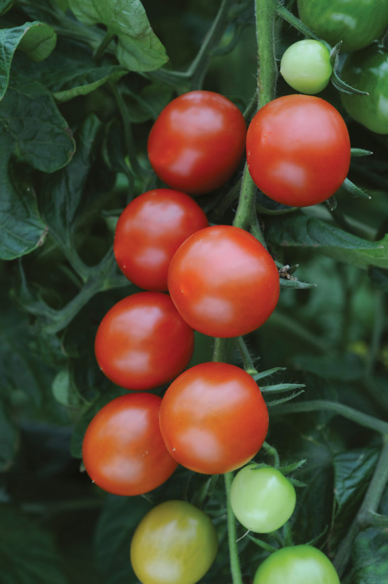 Tomatoes and Brix Values - Downside Nurseries