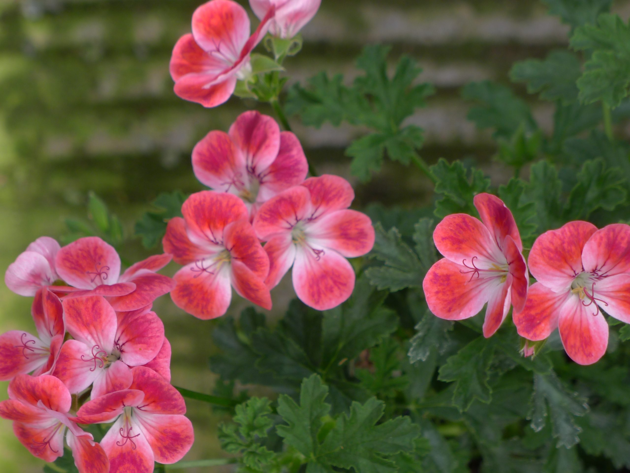 Geraniums - Downside Nurseries