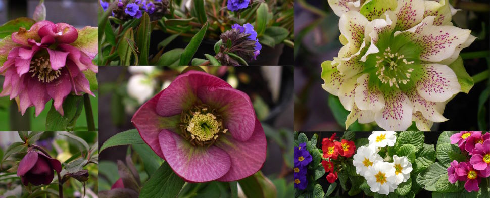 Plant Nursery Bradford on Avon, Wilts. Unrivalled choice of ...