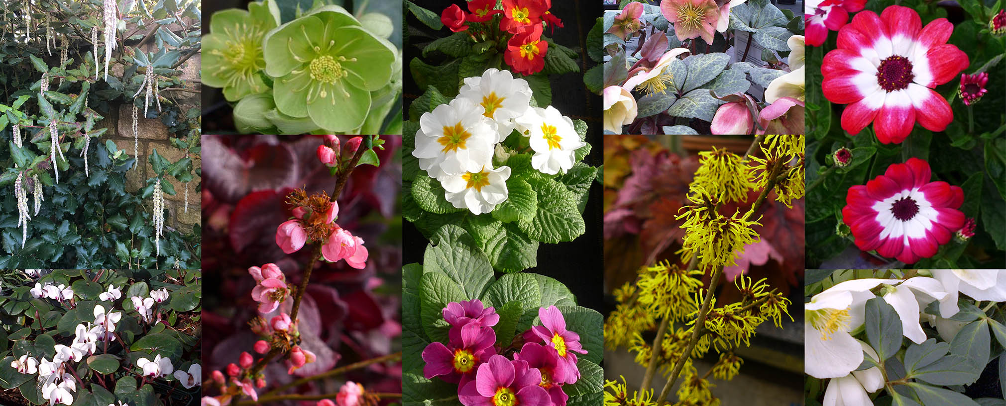 An insight into a plant’s body clock - Downside NurseriesDownside Nurseries