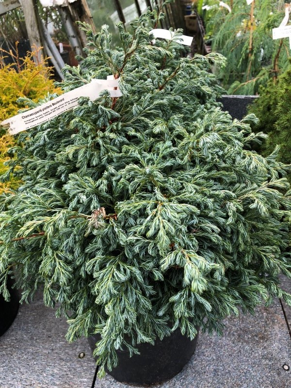 Conifers delivery at Downside Nurseries - Downside Nurseries